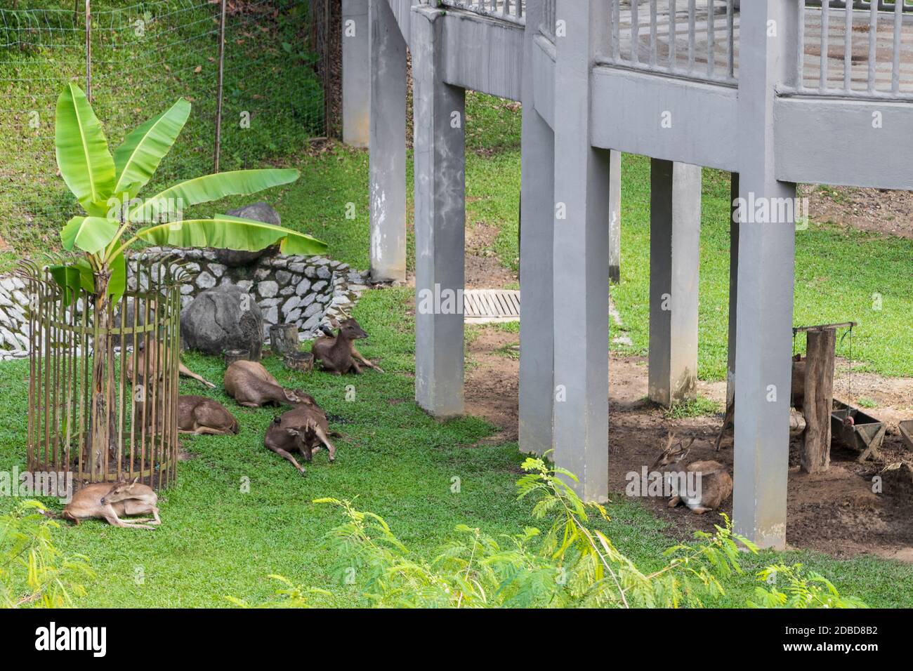Deer enclosure in Taman Rusa. Deers Perdana Botanical Gardens Stock ...