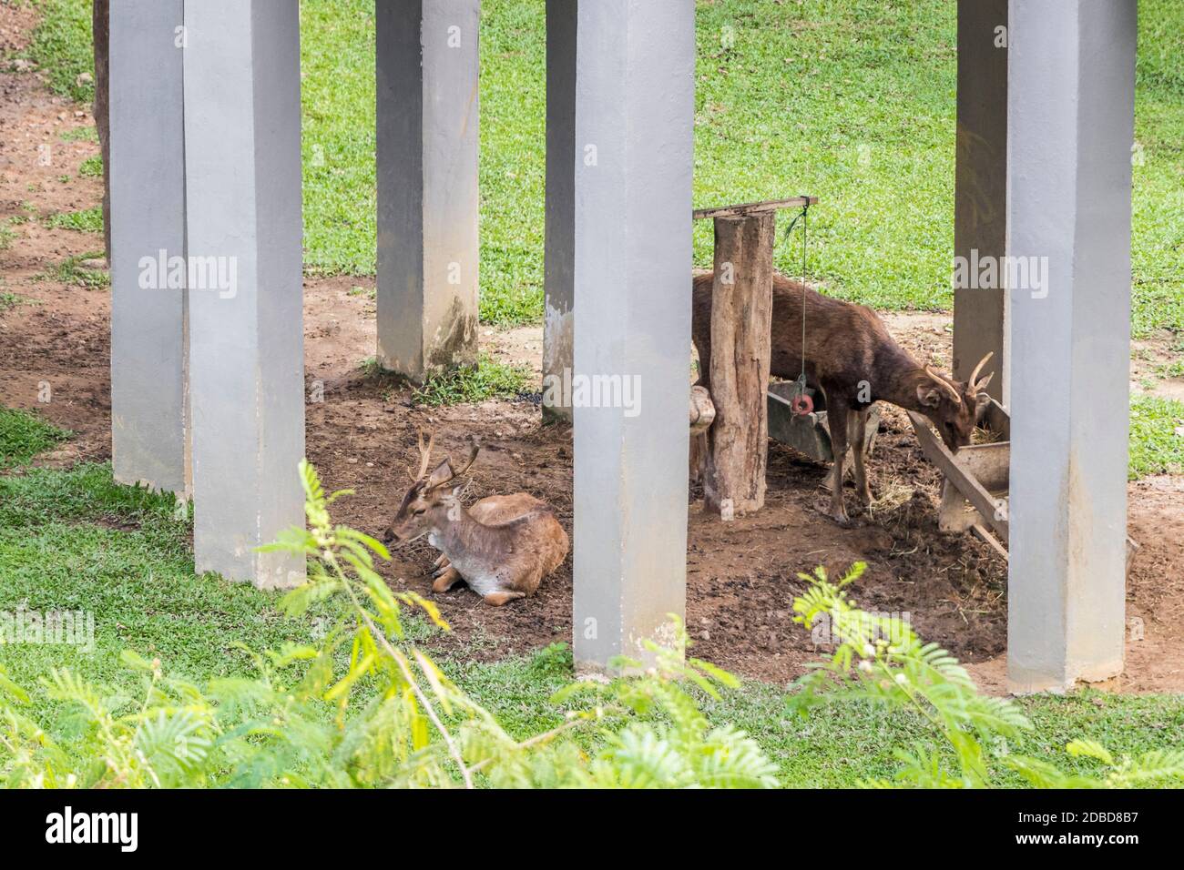 Deer enclosure hi-res stock photography and images - Alamy