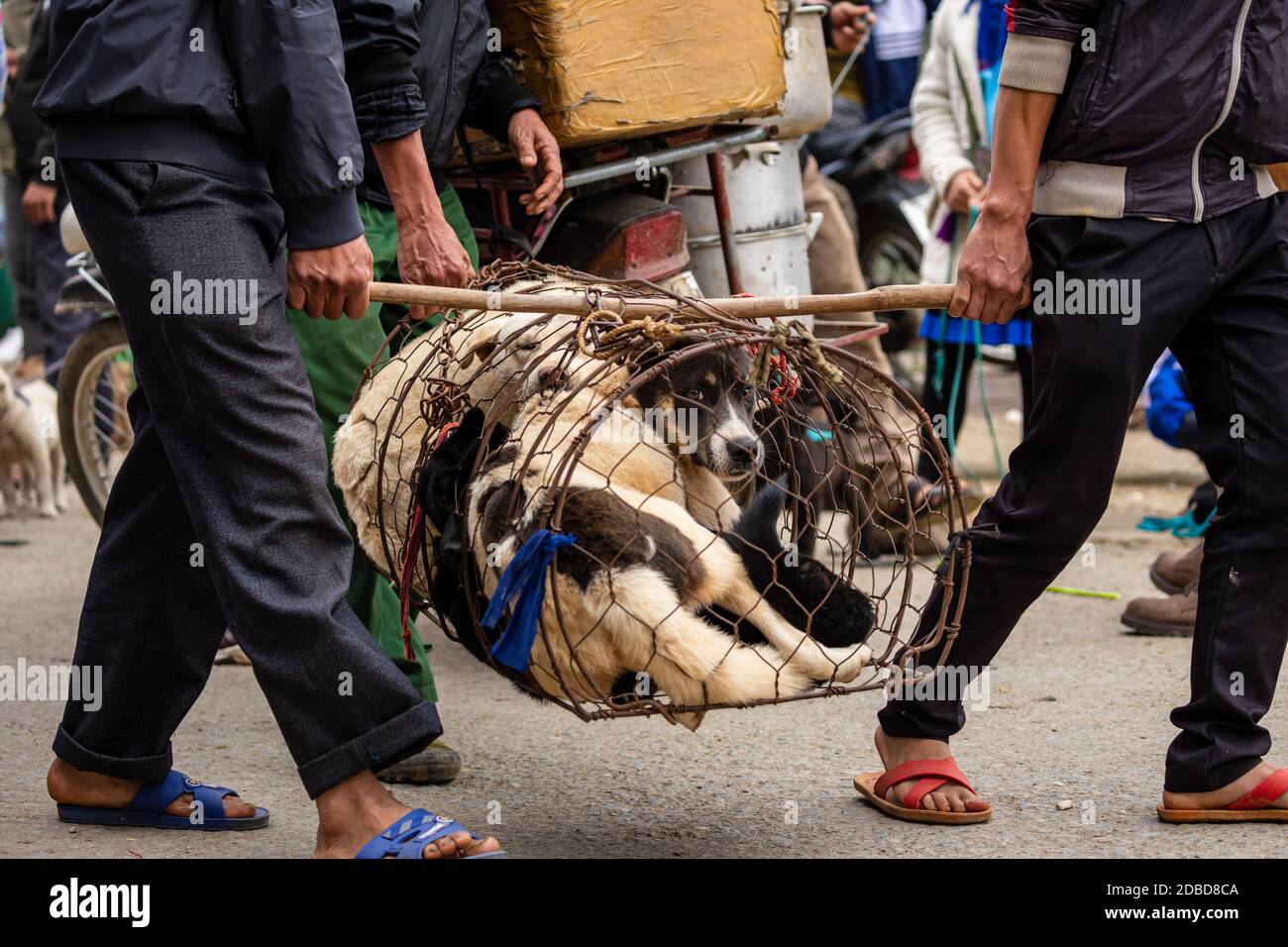 Bac ha dog hi-res stock photography and images - Alamy