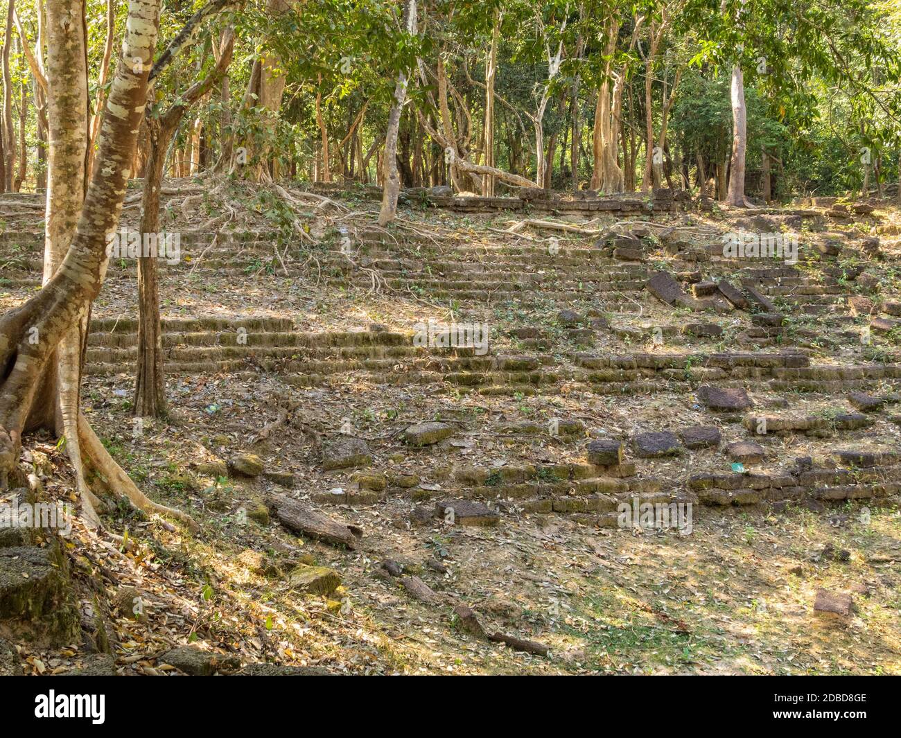 Overgrown stone stairs - Sambor Prei Kuk, Cambodia Stock Photo - Alamy