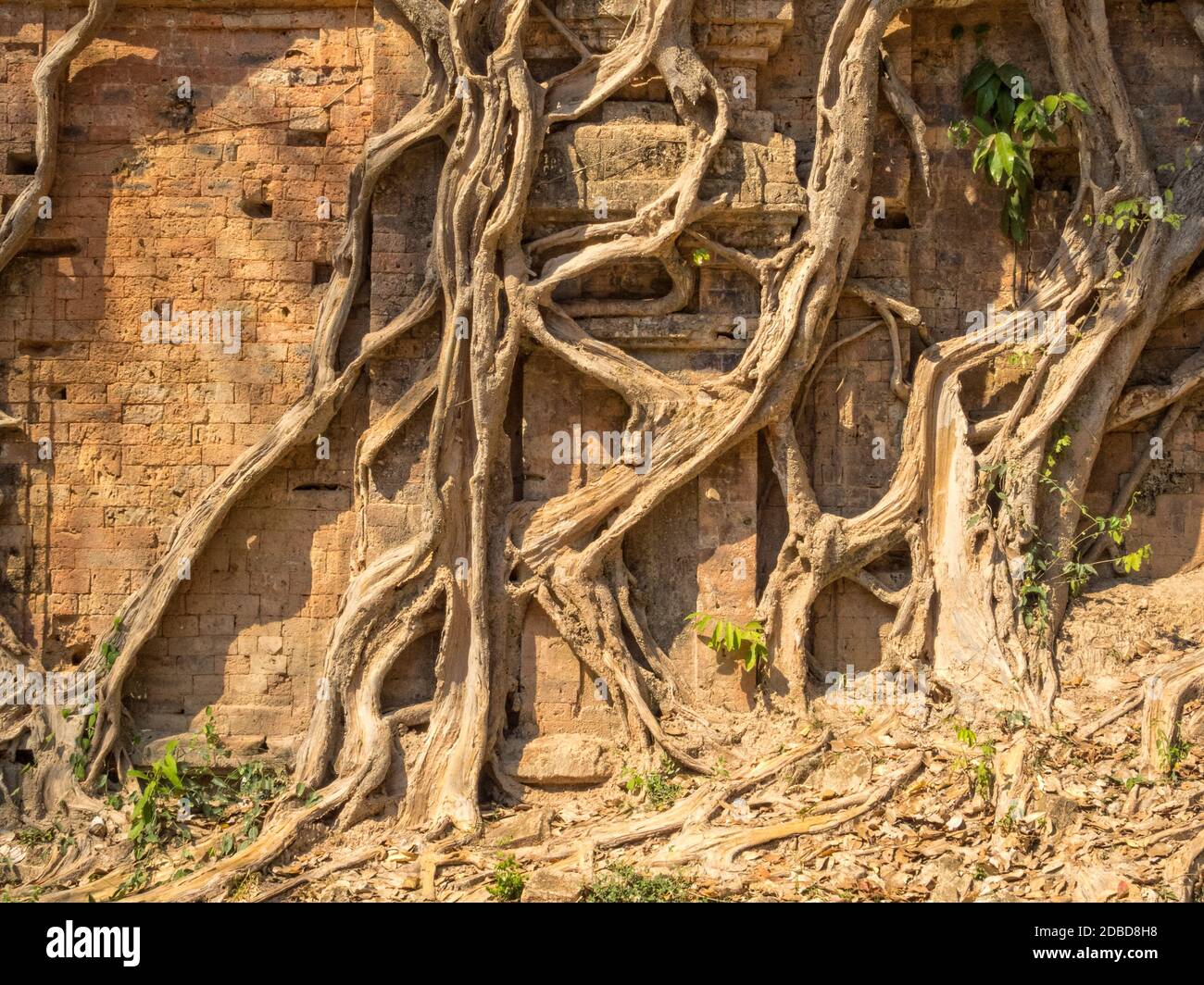 Overgrown temple in Prasat Sambor - Sambor Prei Kuk, Cambodia Stock ...