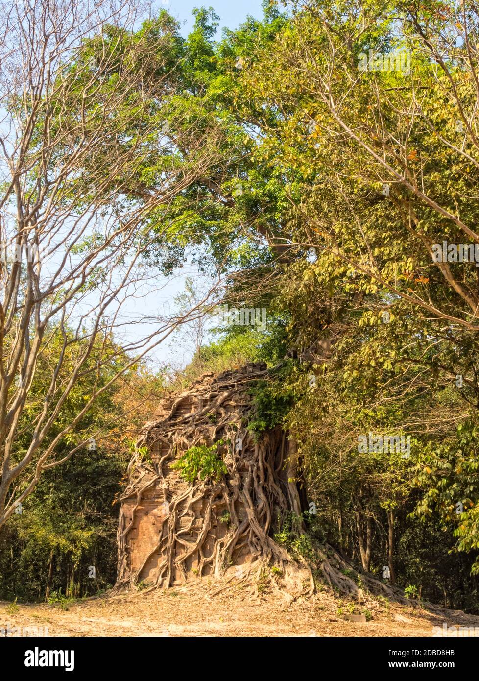 Overgrown temple in Prasat Sambor - Sambor Prei Kuk, Cambodia Stock ...