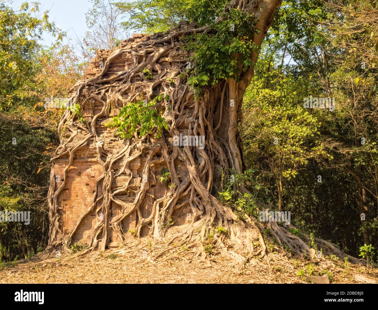 Overgrown temple in Prasat Sambor - Sambor Prei Kuk, Cambodia Stock ...