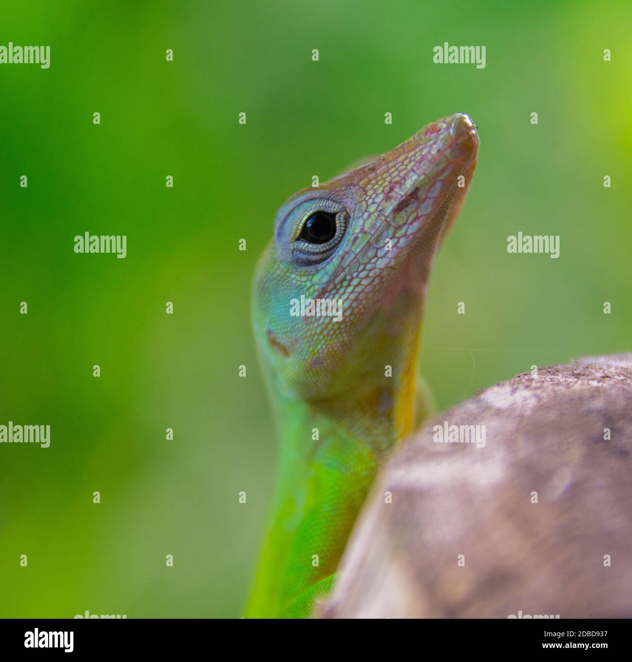 Anolis Marmoratus Speciosus lizard in Basse-Terre, Guadeloupe Stock ...