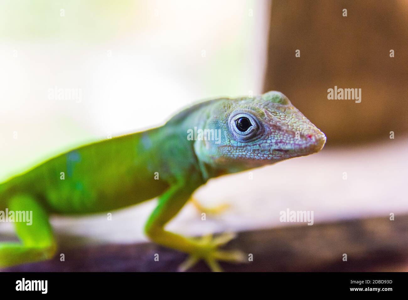 Anolis Marmoratus Speciosus lizard in Basse-Terre, Guadeloupe Stock ...