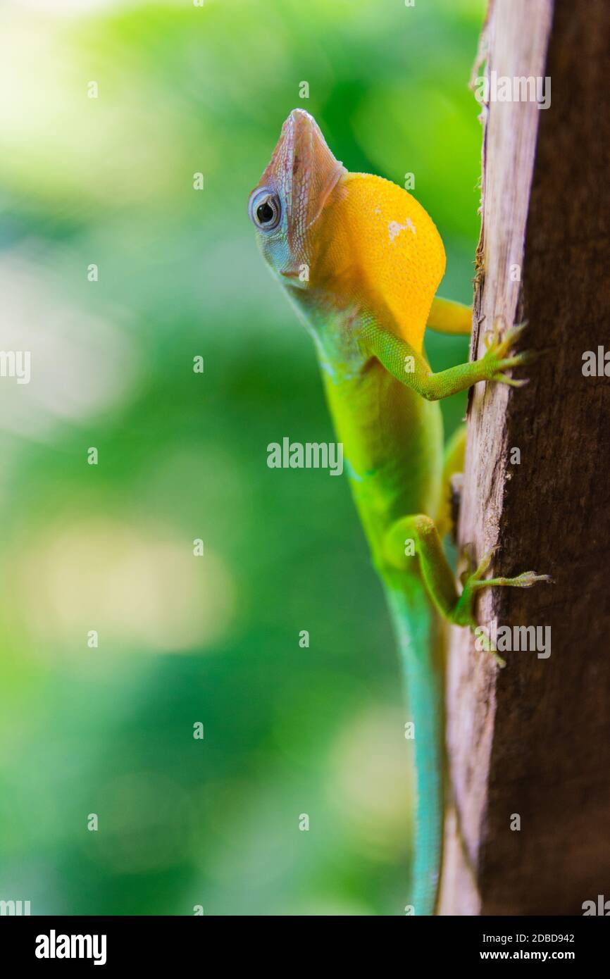 Anolis Marmoratus Speciosus lizard in Basse-Terre, Guadeloupe Stock ...