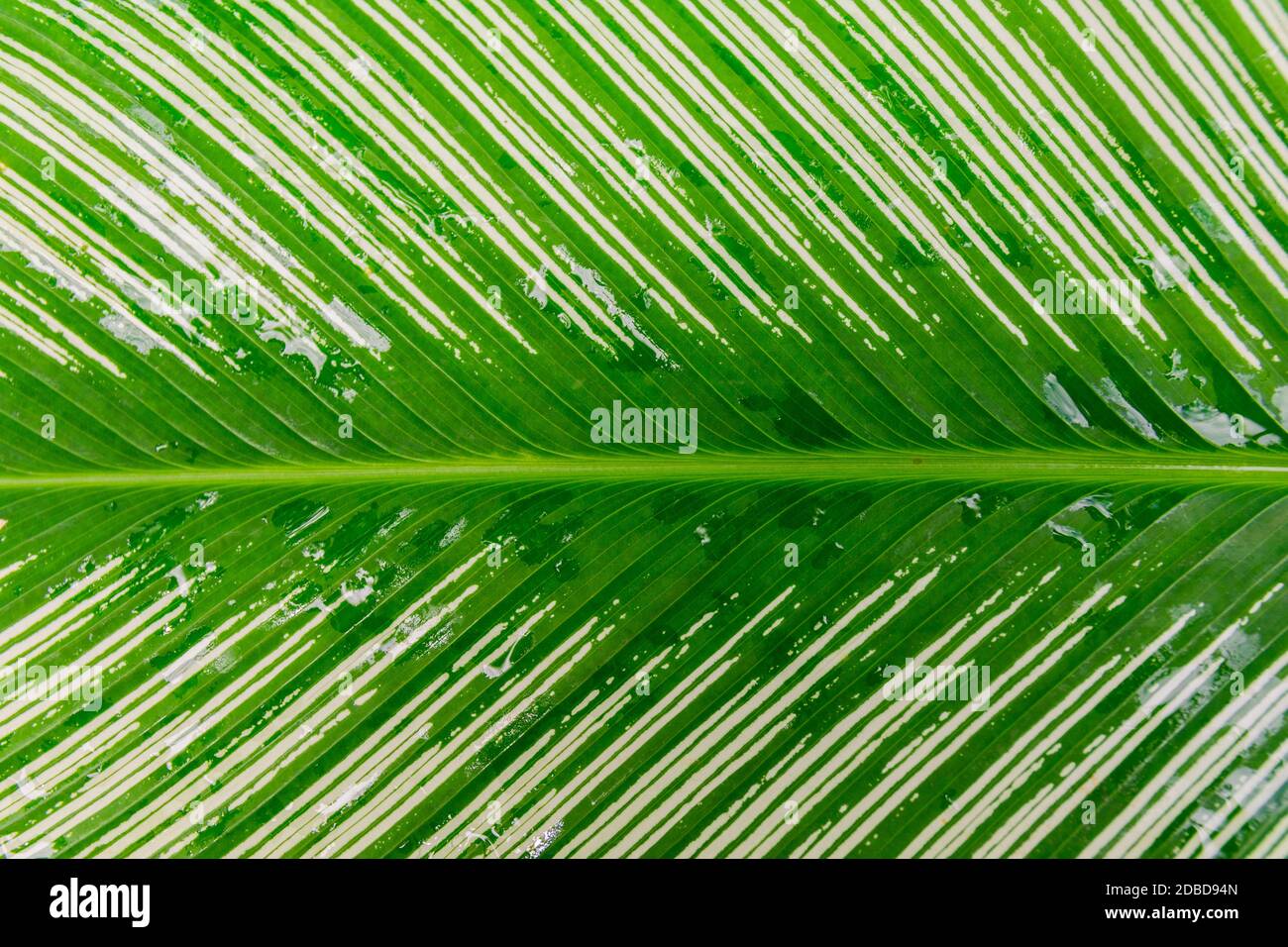 Tropical jungle leaf close up background Stock Photo - Alamy