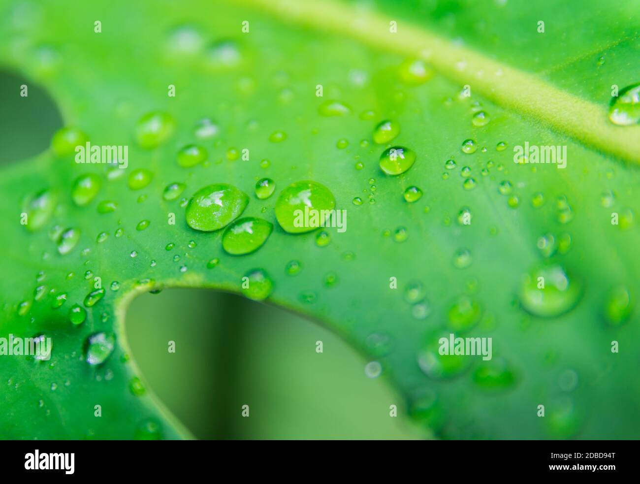 Tropical jungle leaf close up background Stock Photo - Alamy