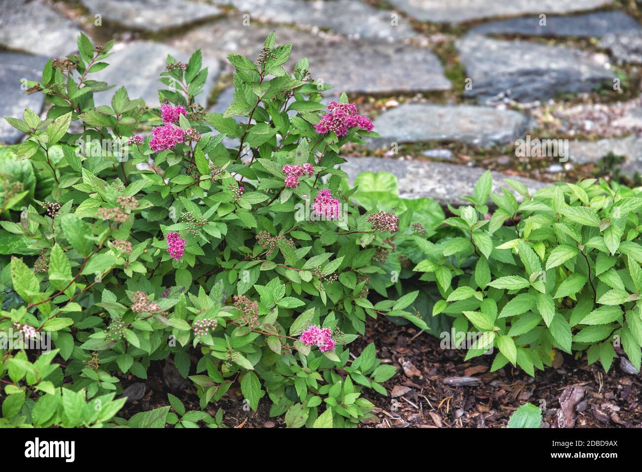 Pink spirea hi-res stock photography and images - Alamy
