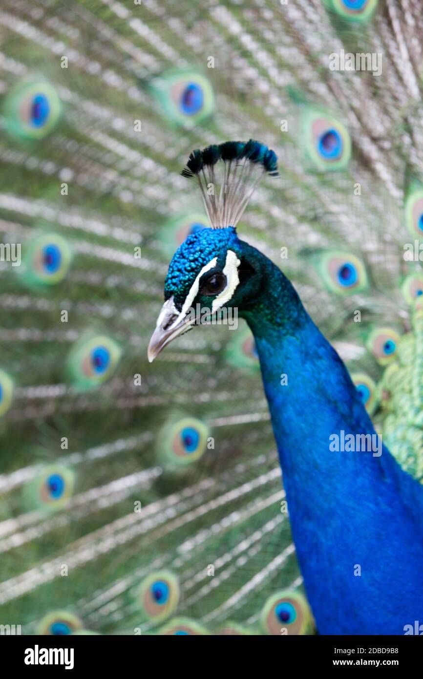 Close up of peacock showing its beautiful feathers Stock Photo - Alamy