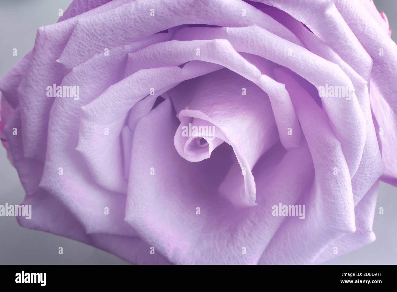 The most beautiful red rose . Closeup of the core of a rose Stock Photo ...