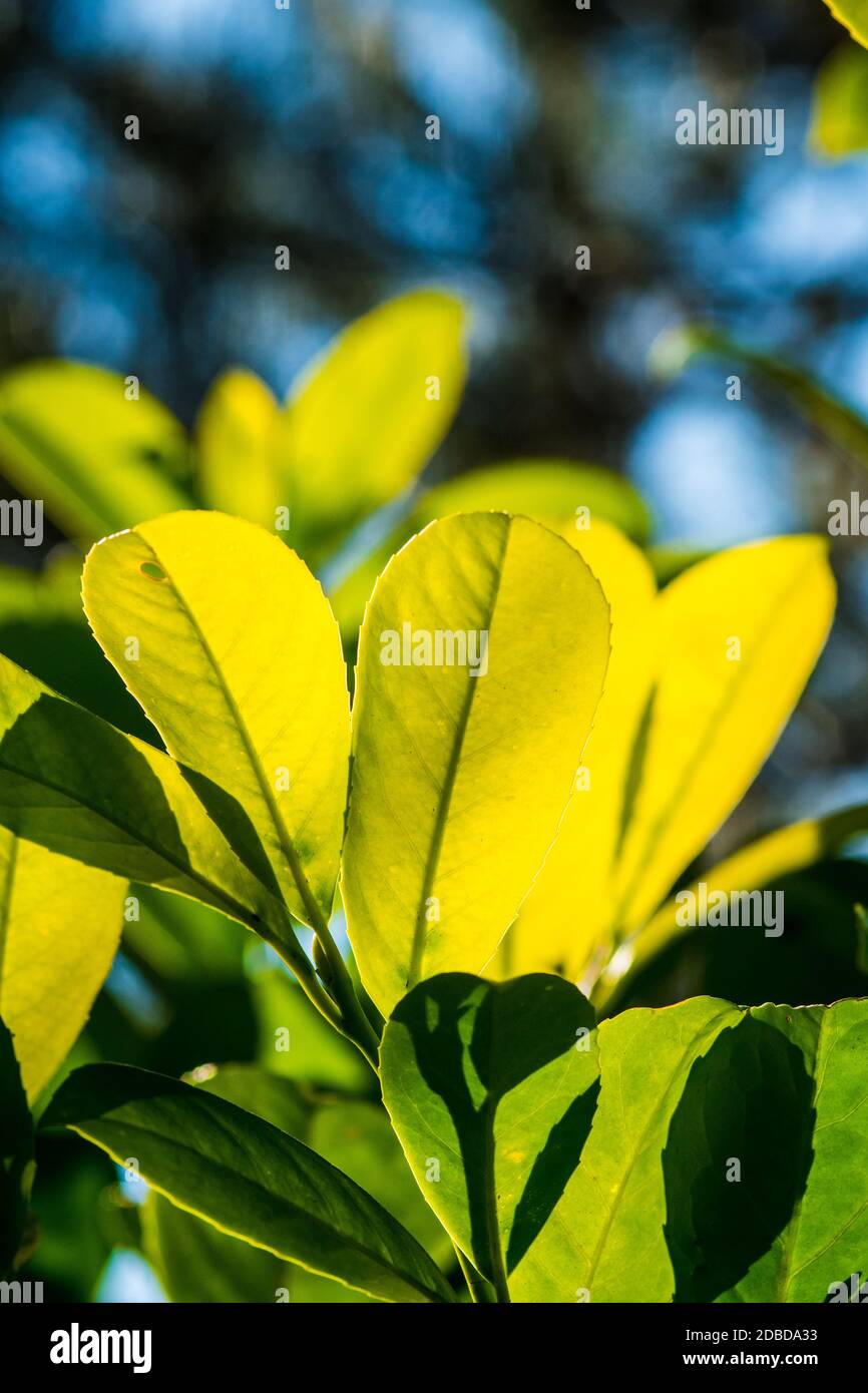 leaves on the branches of laurel tree hedge Stock Photo - Alamy