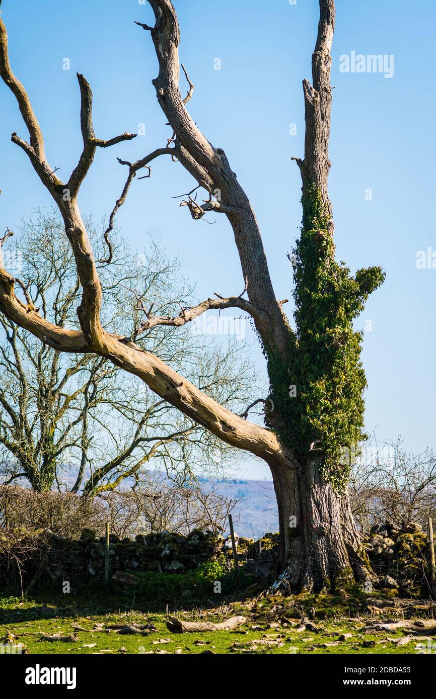 Old lonely dry tree without leaves in a field Stock Photo - Alamy