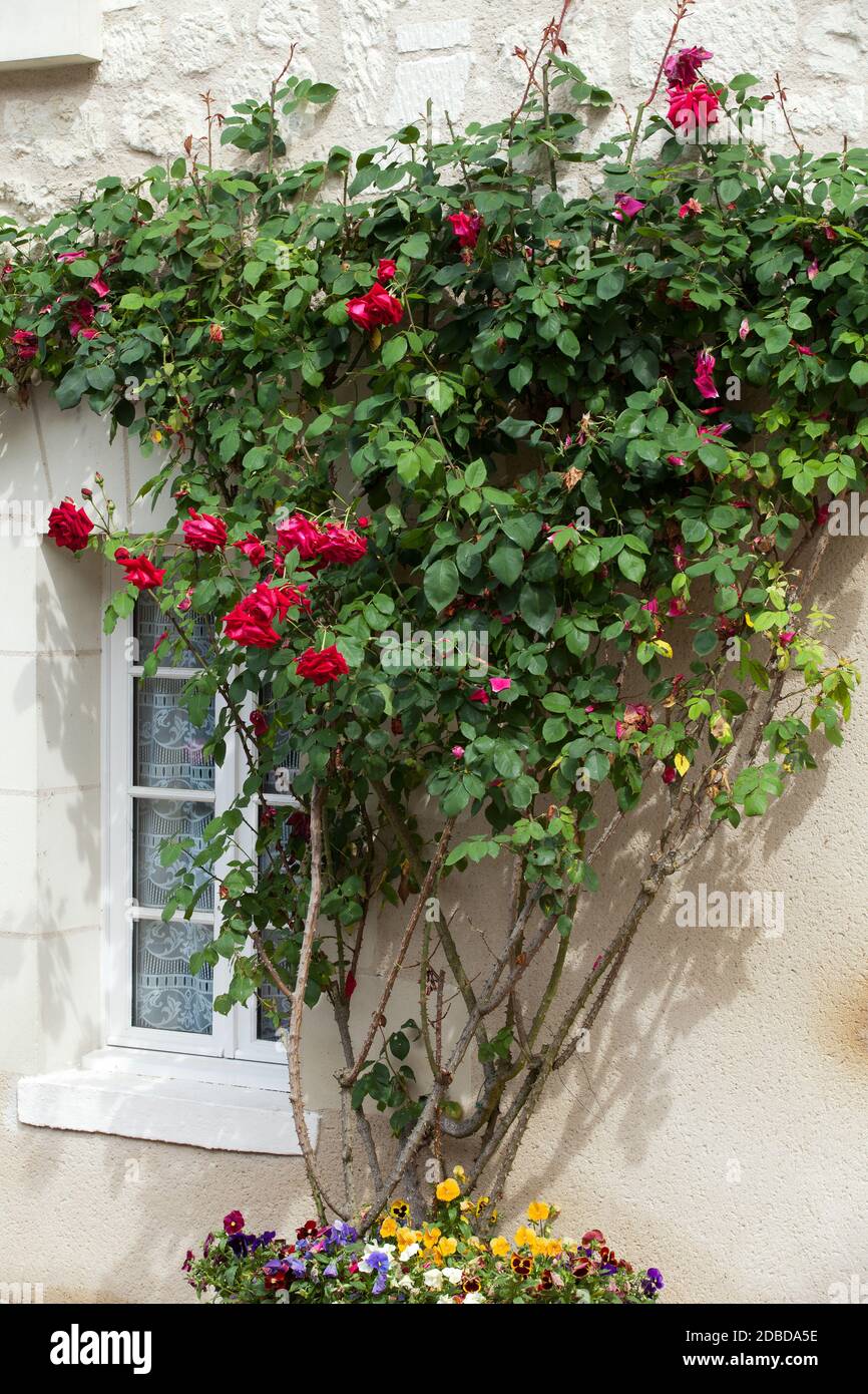 The romantic window with red roses Stock Photo - Alamy