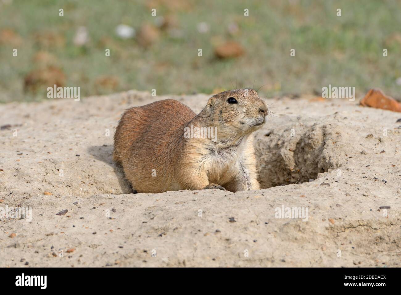 Black tailed prairie dog home hi-res stock photography and images - Alamy