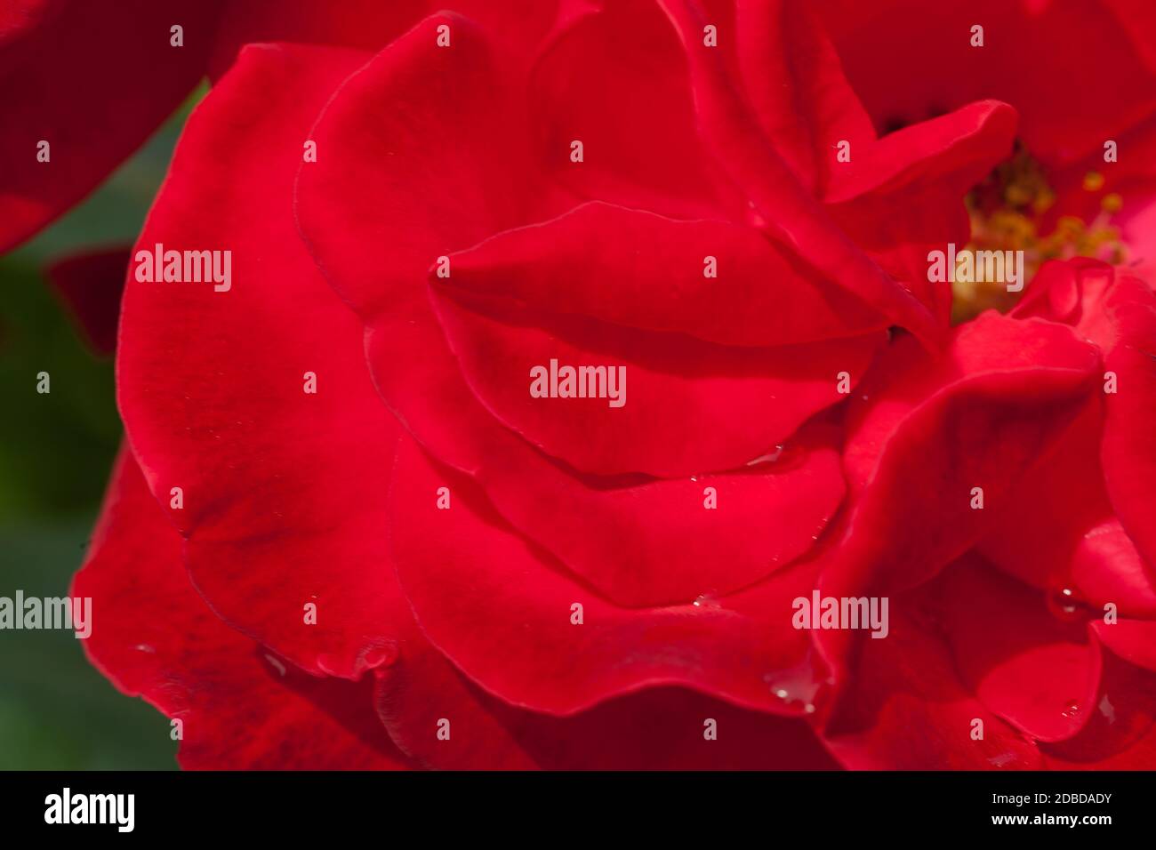 the red rose with petals arranged in the form of lips Stock Photo - Alamy