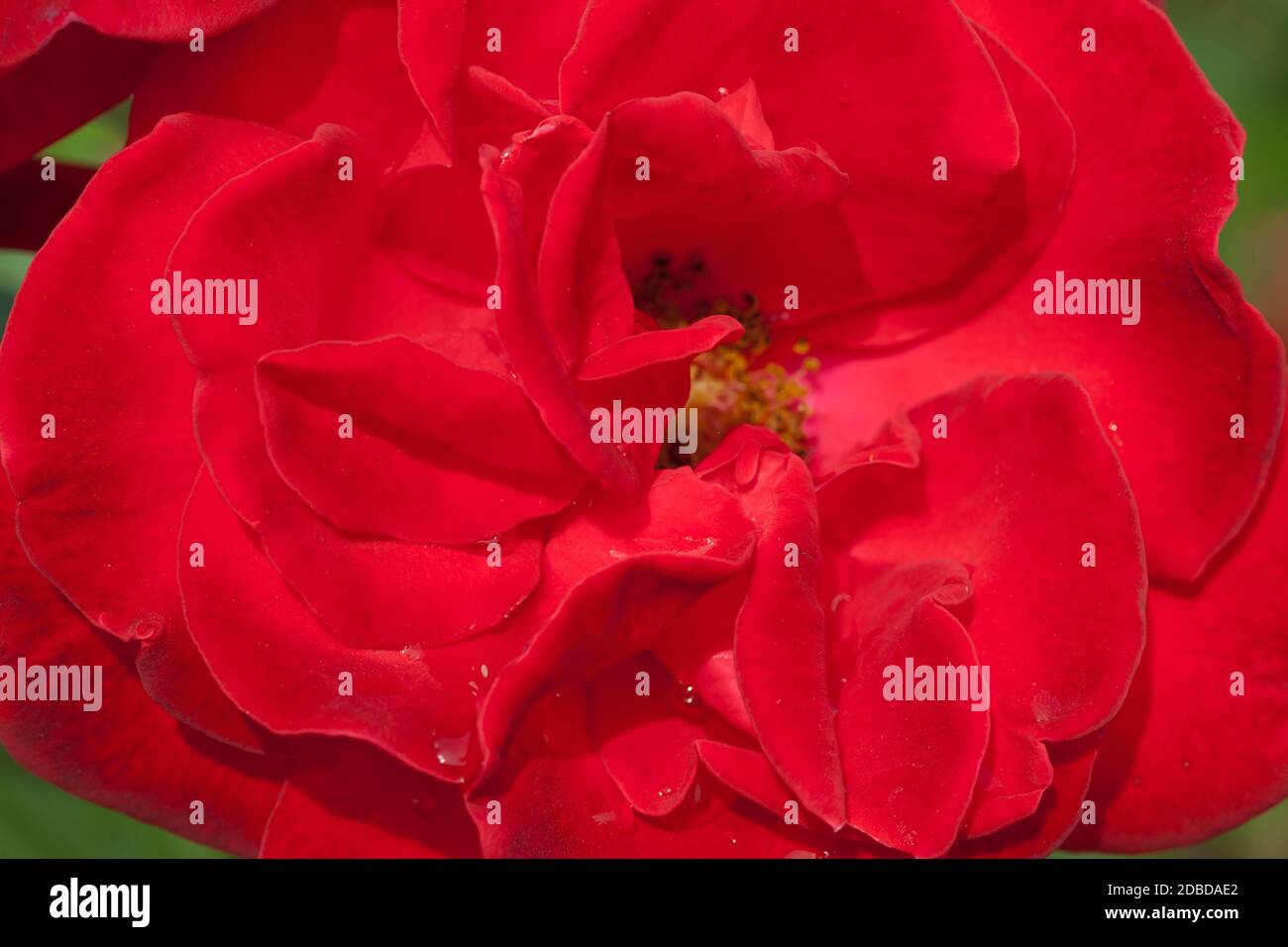 the red rose with petals arranged in the form of lips Stock Photo - Alamy
