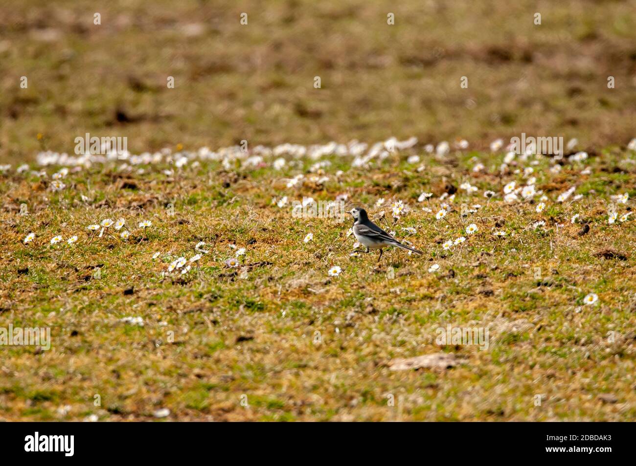 White wagtail europe hi-res stock photography and images - Alamy