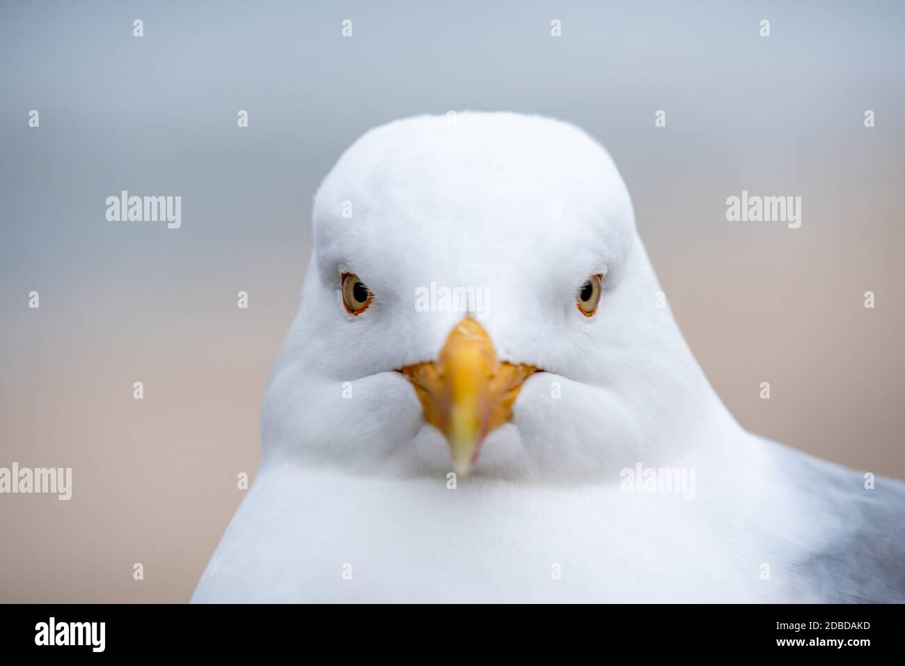 Seagull eyes hi-res stock photography and images - Alamy