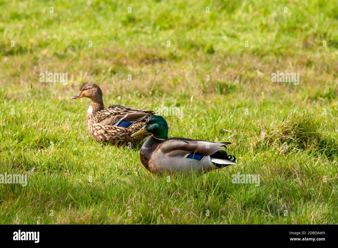 Mallard experience hi-res stock photography and images - Alamy