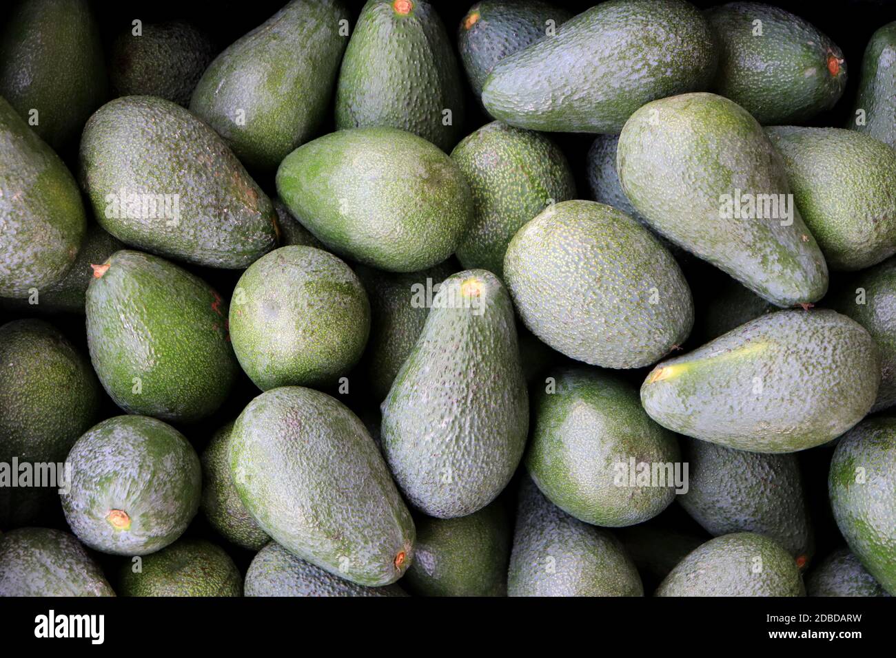 Many avocado texture. Avocado showcase background Stock Photo - Alamy