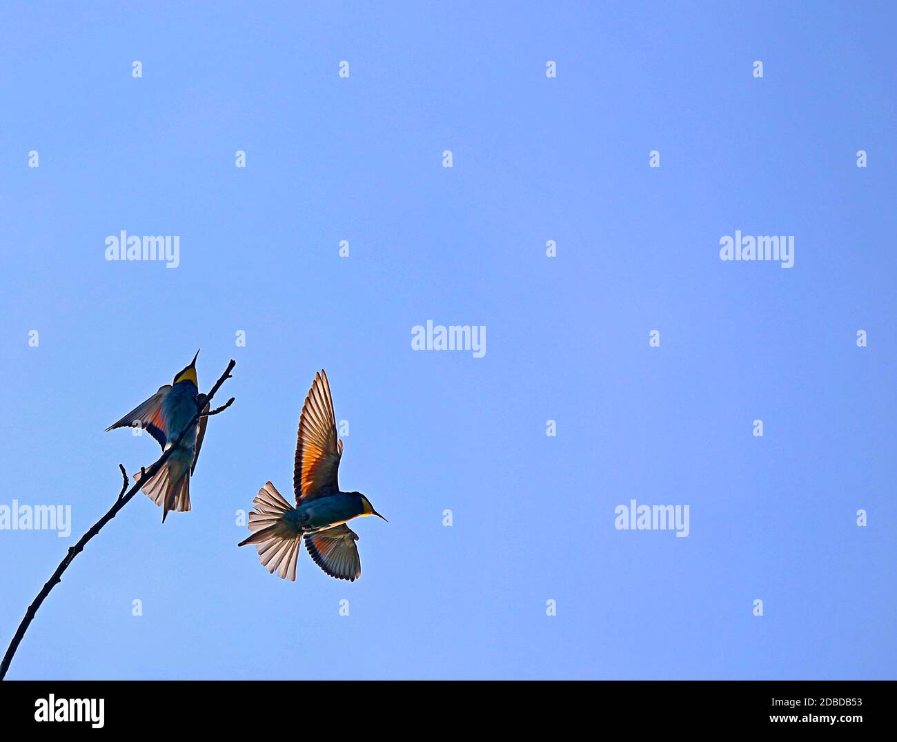 Two bee eaters merops hi-res stock photography and images - Alamy
