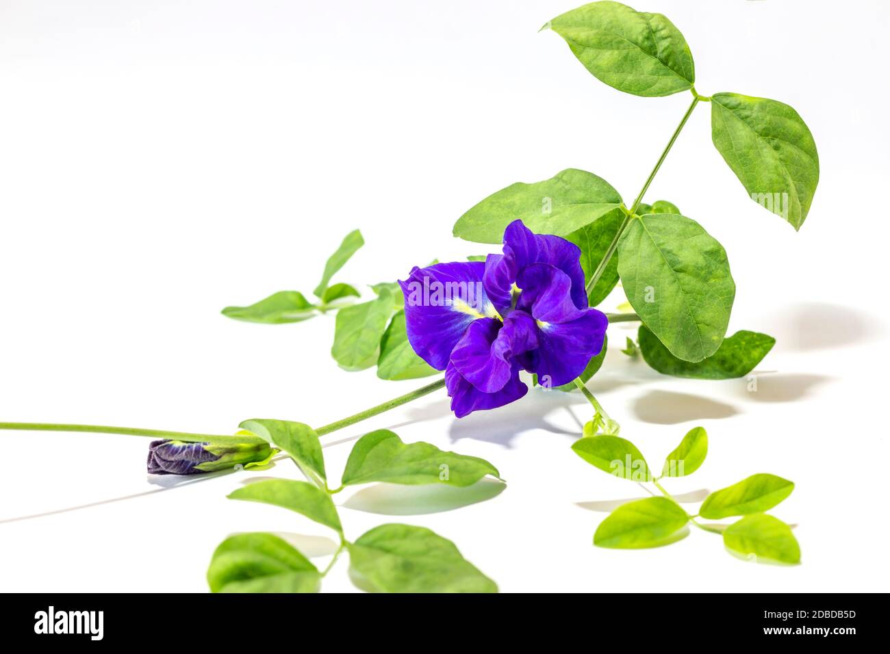 Leaves of a butterfly pea hi-res stock photography and images - Alamy