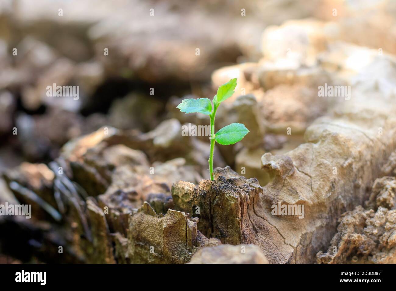 New life of trees by germination of seedlings on stumps Stock Photo - Alamy