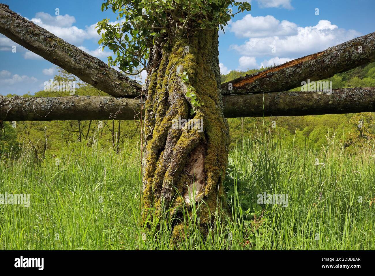Tree trunk fence hi-res stock photography and images - Alamy