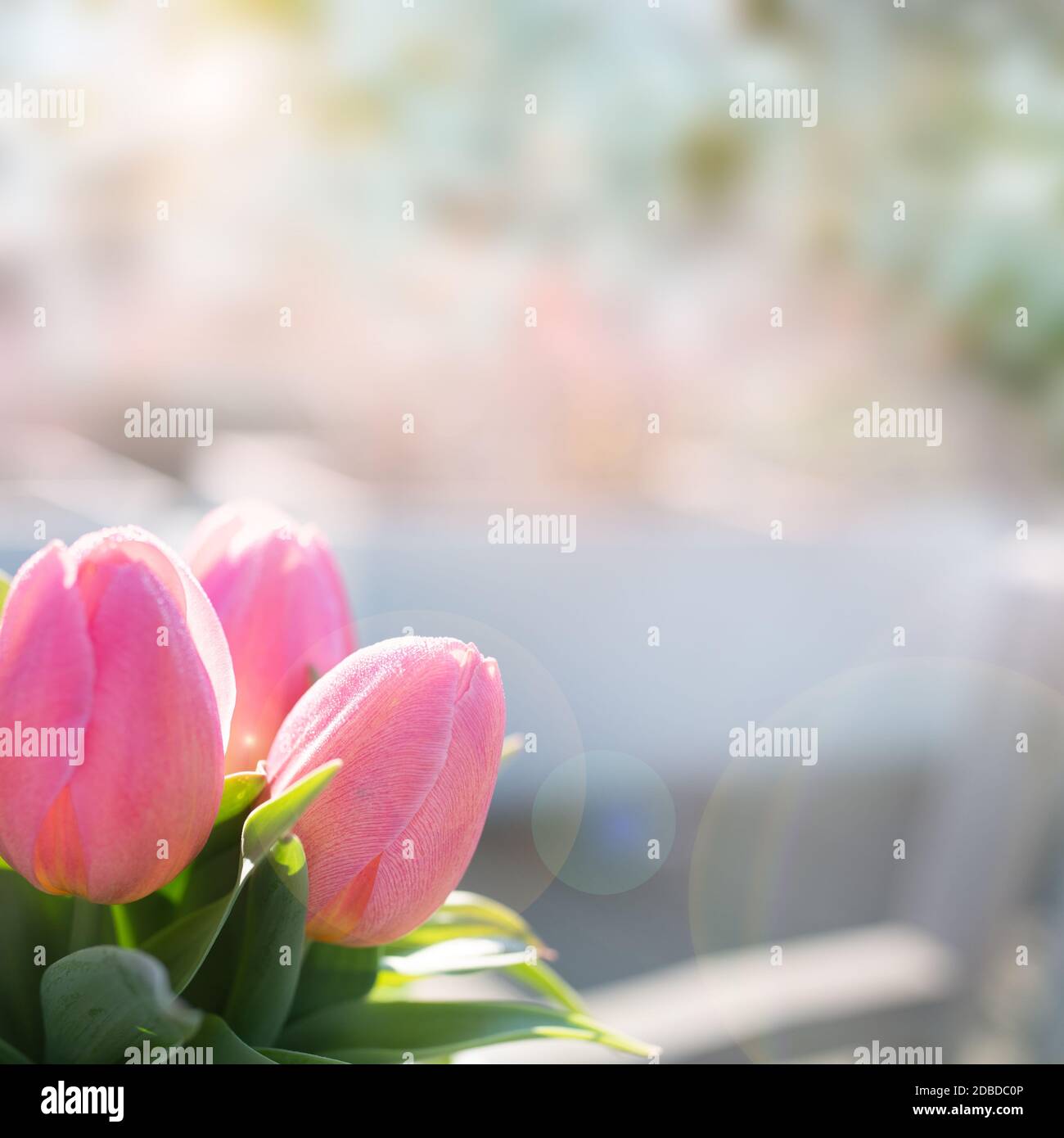 Pink tulips on sunny spring background with tender bokeh. Square close-up with short deep of ...