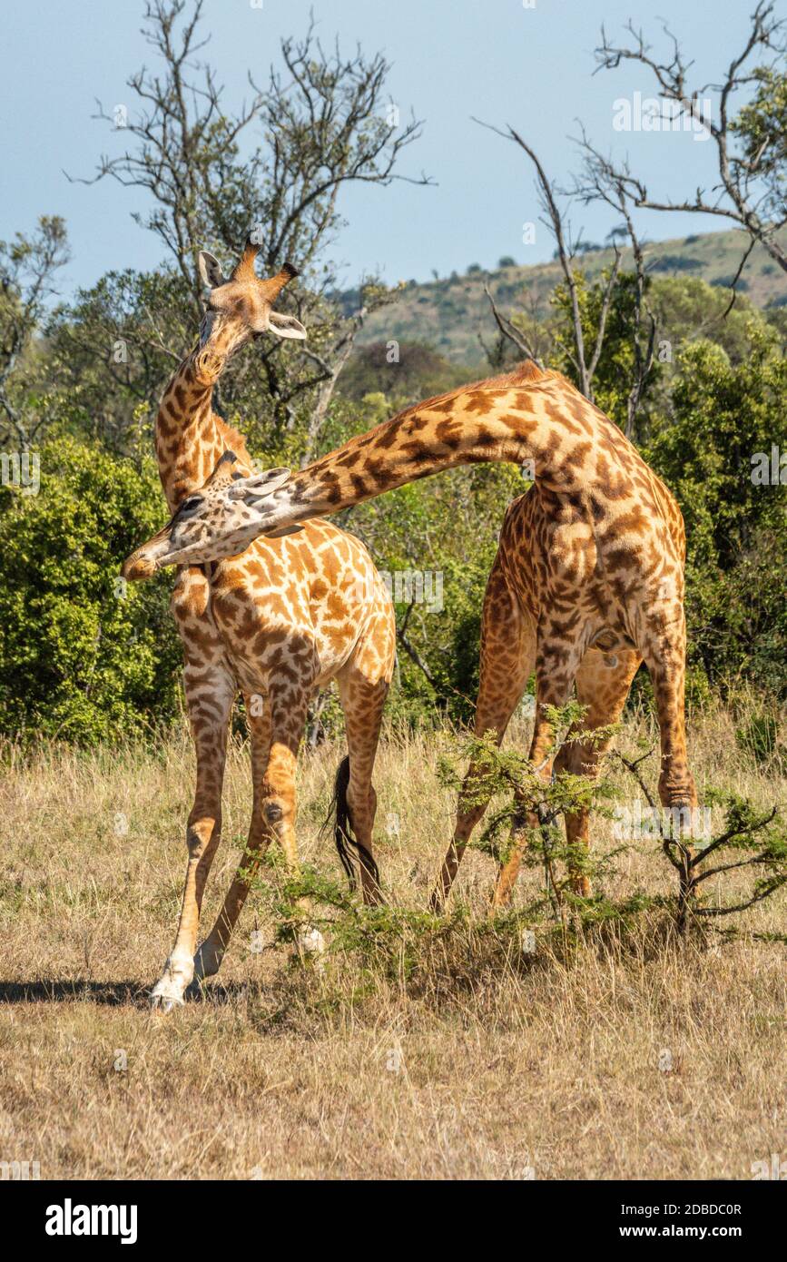 Giraffe fighting hi-res stock photography and images - Alamy