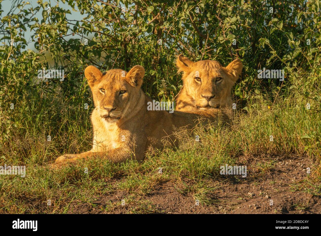 Two lionesses lie by bushes watching camera Stock Photo - Alamy
