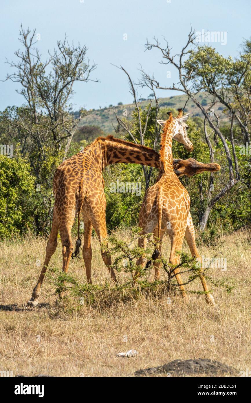 Two Masai giraffe stand fighting in savannah Stock Photo - Alamy