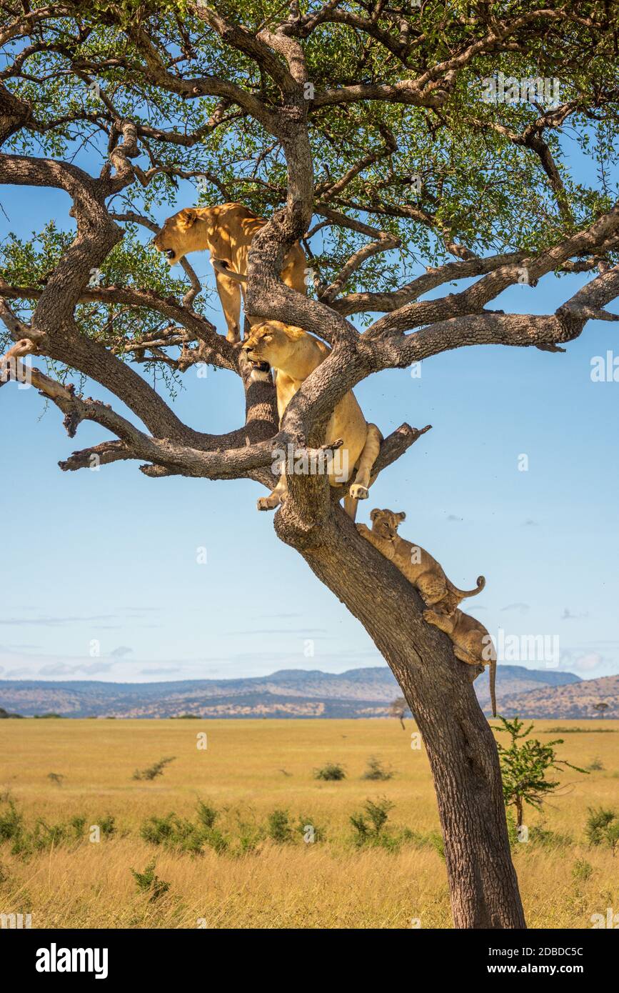 Two lionesses sit in tree with cubs Stock Photo - Alamy