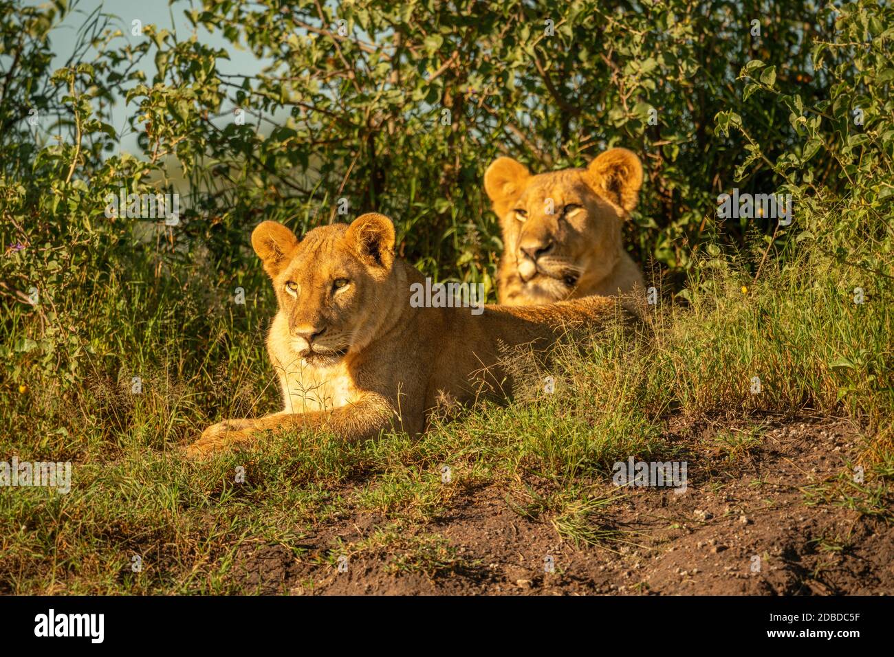Left facing lion hi-res stock photography and images - Alamy