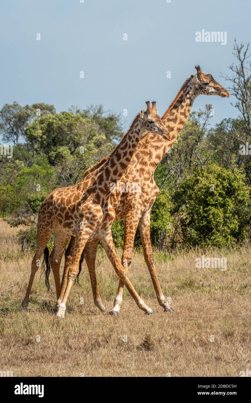 Splayed feet hi-res stock photography and images - Alamy