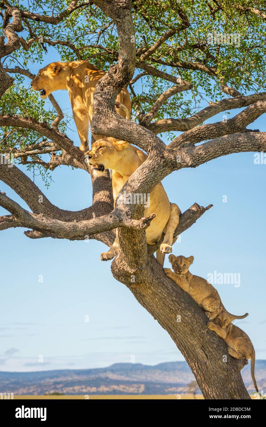 Two lionesses sitting in tree with cubs Stock Photo - Alamy