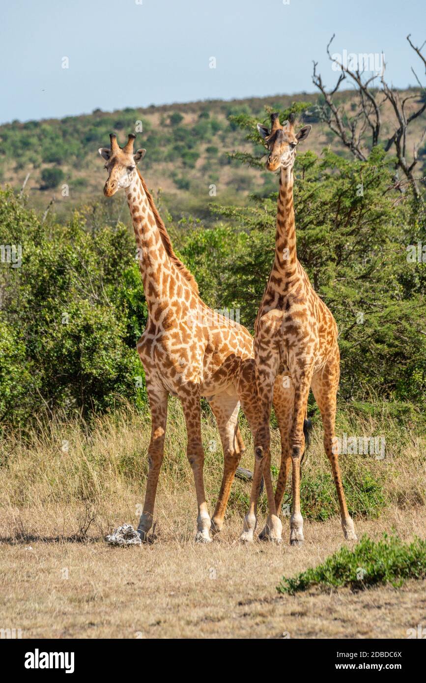 Two Masai giraffe stand side-by-side in clearing Stock Photo - Alamy