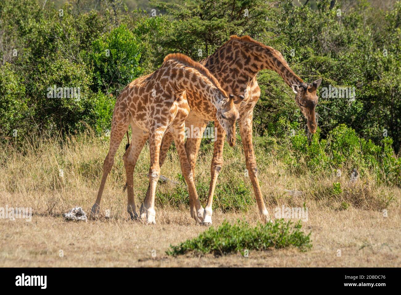 Two Masai giraffe stand with lowered heads Stock Photo - Alamy