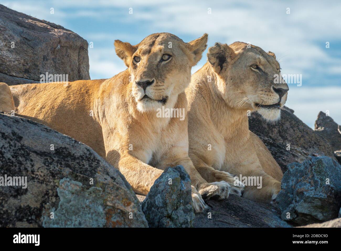 Two lionesses lie side-by-side on rocky outcrop Stock Photo - Alamy