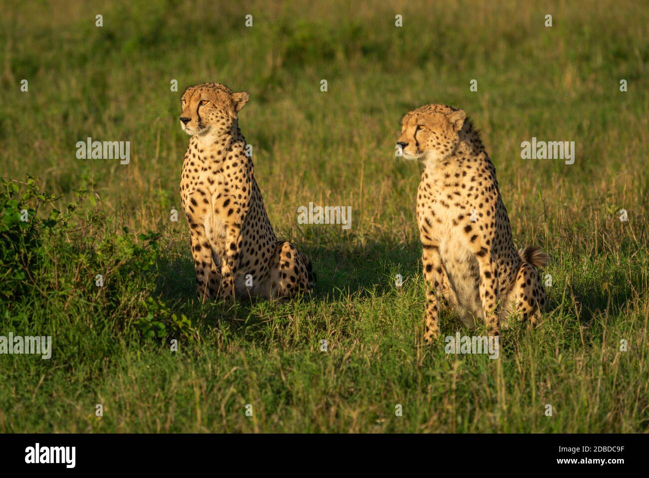 Two male cheetah sit side-by-side in grass Stock Photo - Alamy