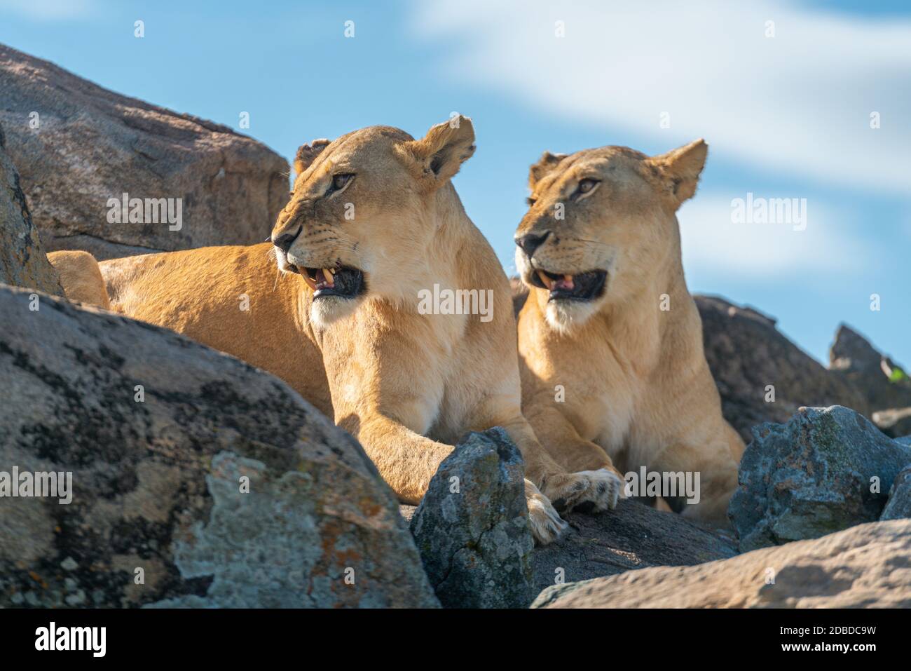 Two lionesses lie side-by-side turning heads together Stock Photo - Alamy