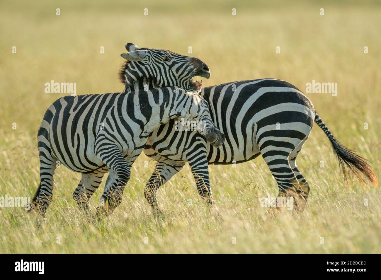 Two plains zebra play fight in grass Stock Photo - Alamy