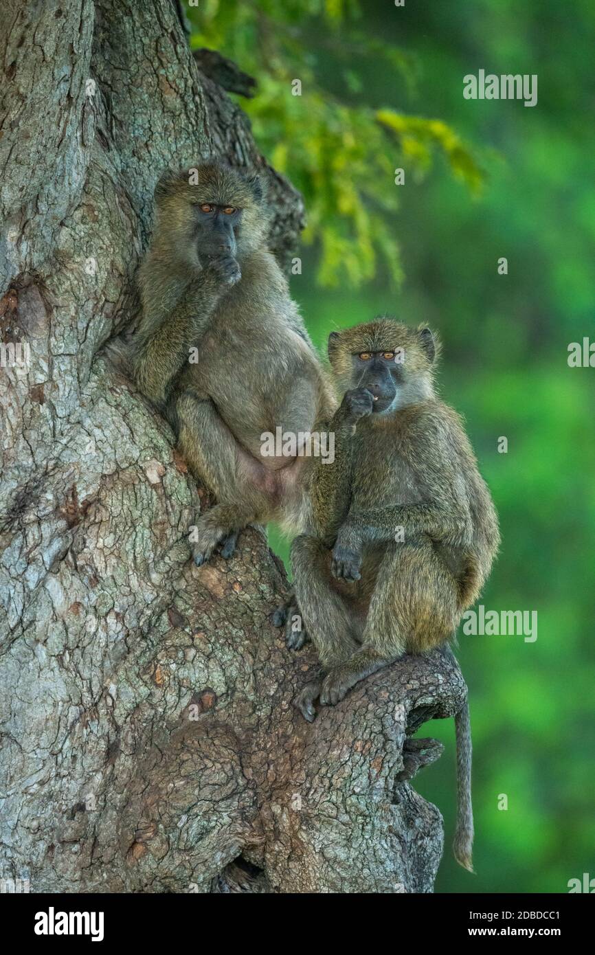 Two olive baboons in tree facing camera Stock Photo - Alamy