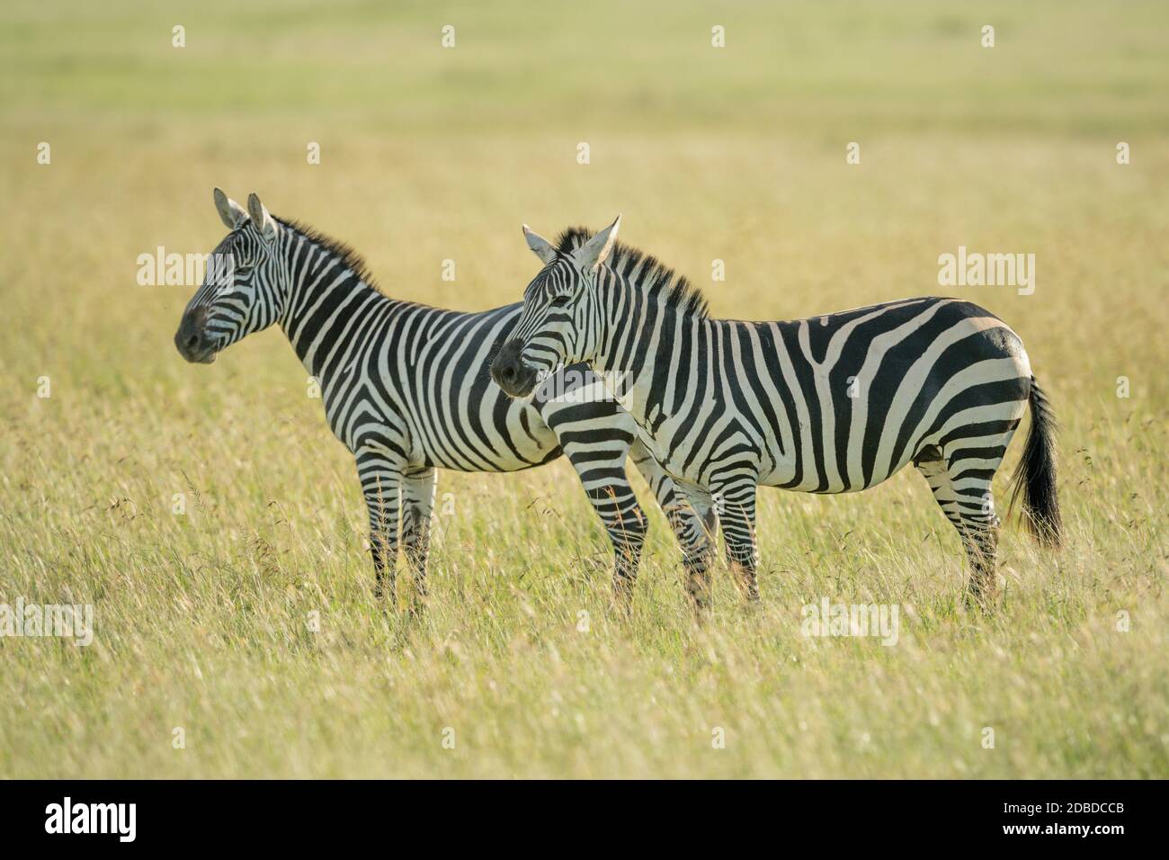 Two plains zebra standing in tall grass Stock Photo - Alamy