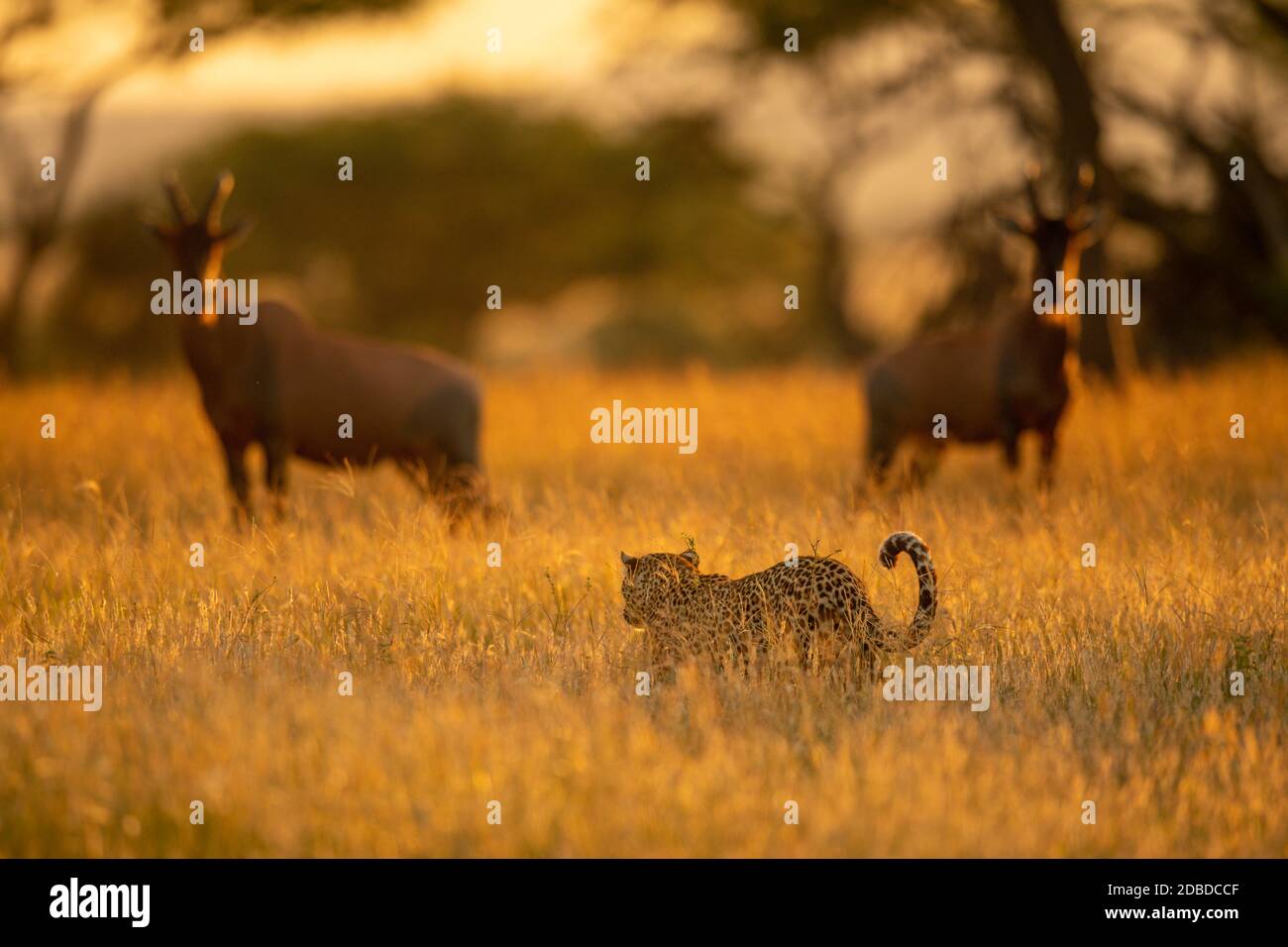 Topi Pair High Resolution Stock Photography and Images - Alamy