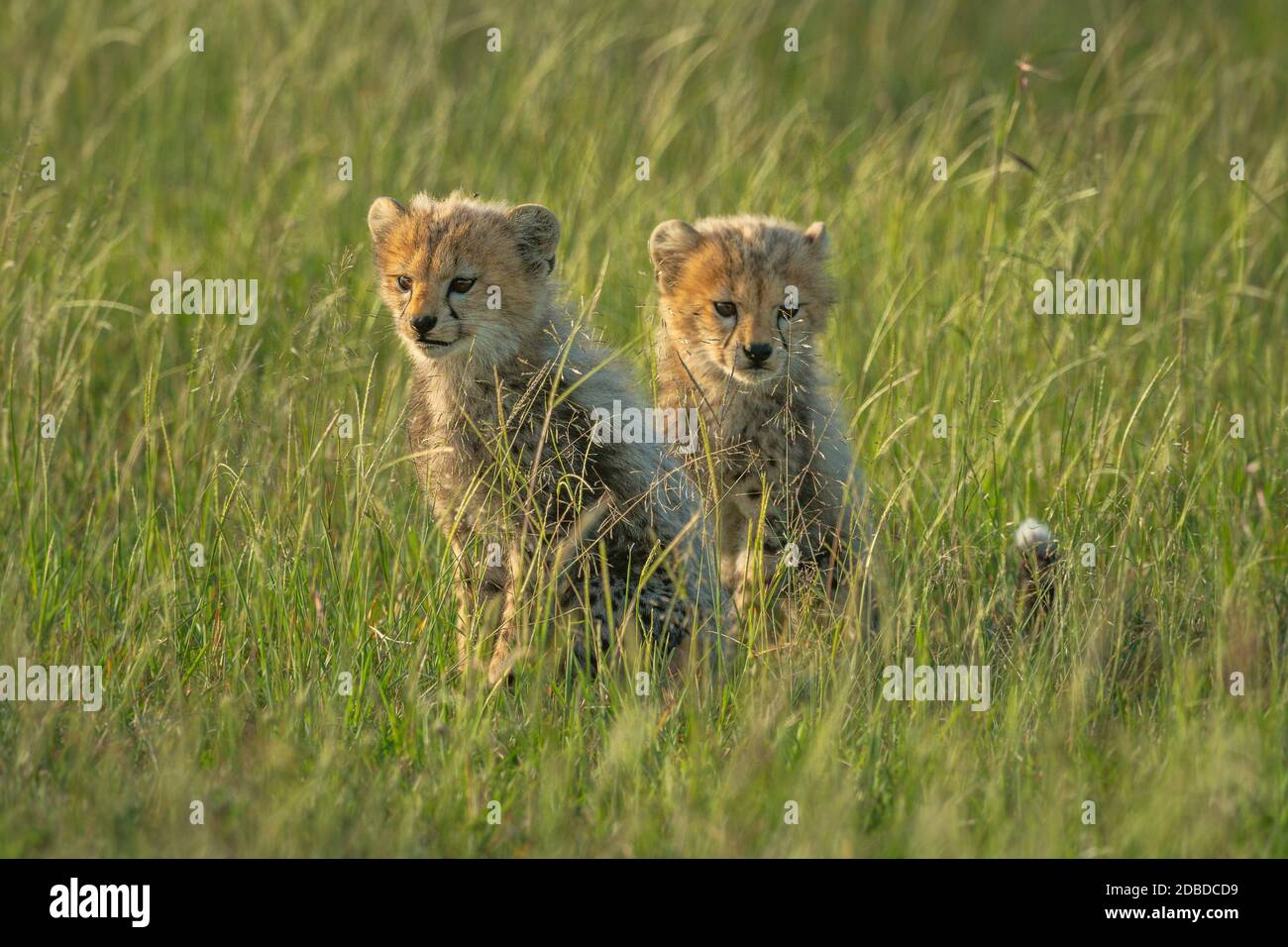 Sit in grass hi-res stock photography and images - Alamy