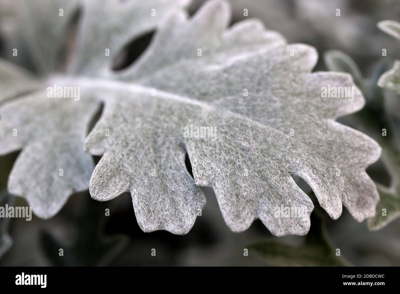 Dusty miller leaf hi-res stock photography and images - Alamy