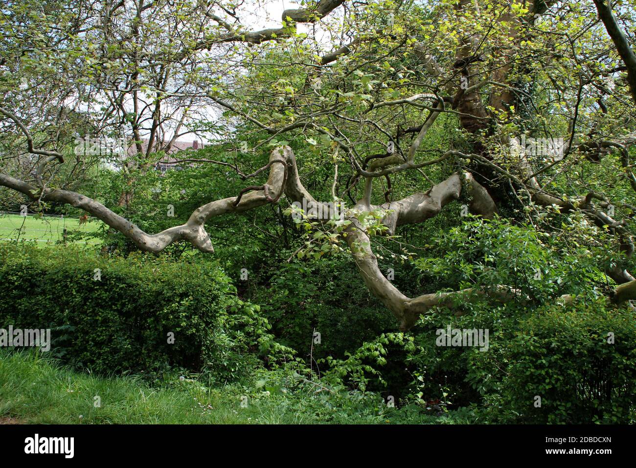 Gnarled tree branch hi-res stock photography and images - Alamy