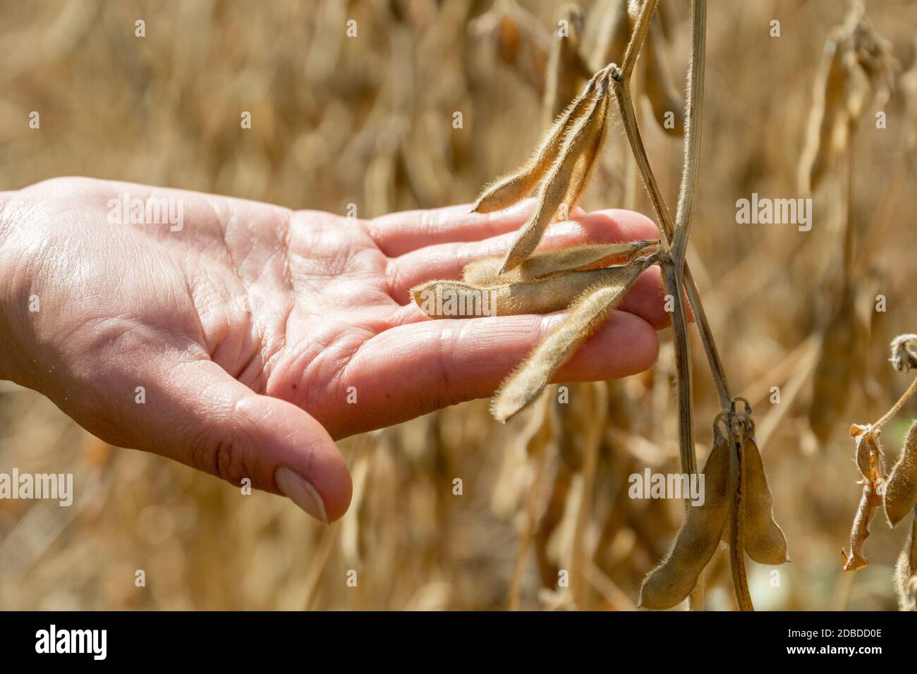 Ripe soybeans in human hands on a soybean field. Agriculture production ...